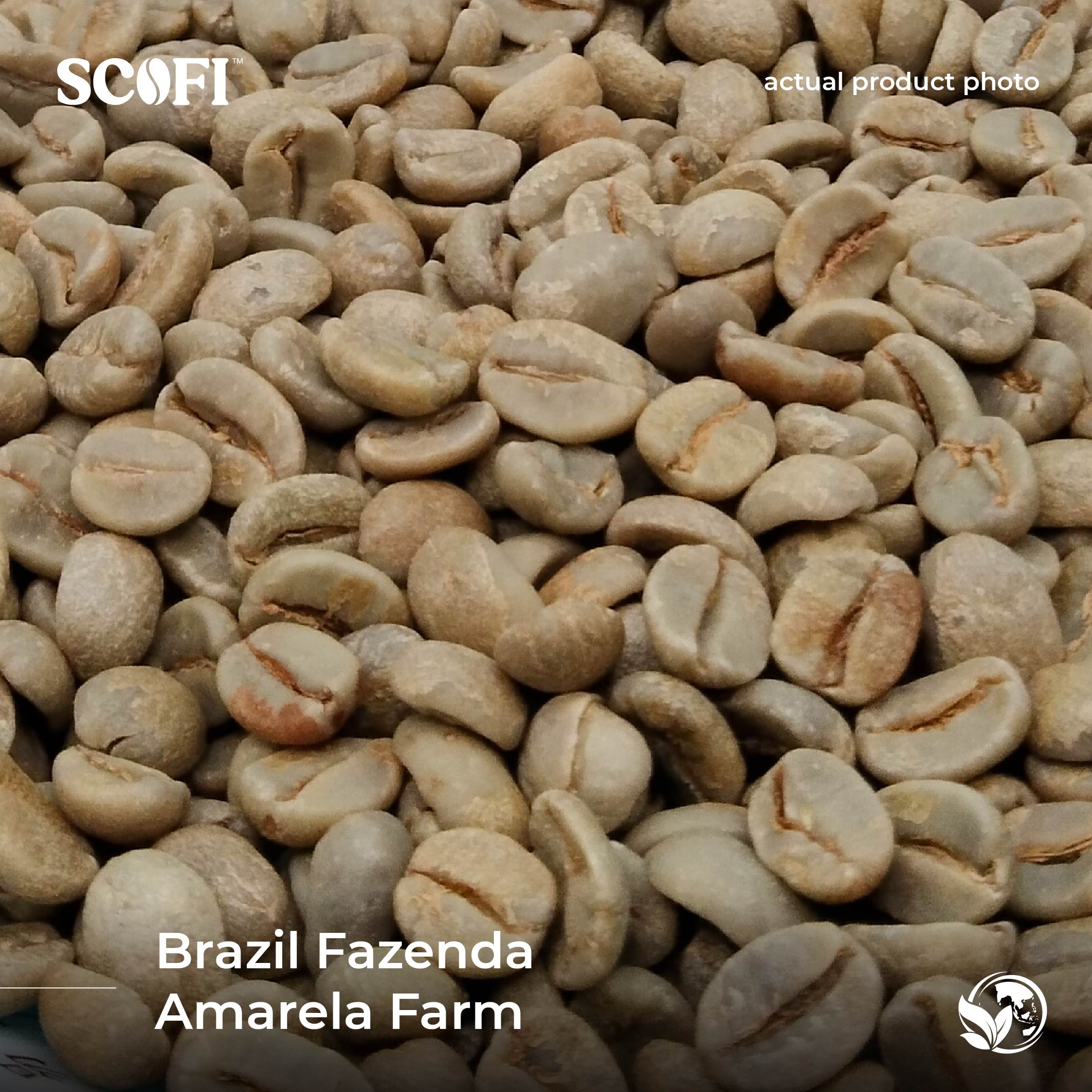 Unroasted & Raw Coffee Beans Supplier, Wholesale, Manufacturer in Malaysia